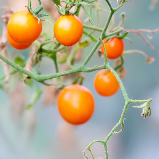 Sun Drop Cherry Tomato (Solanum lycopersicum) | Terre promise